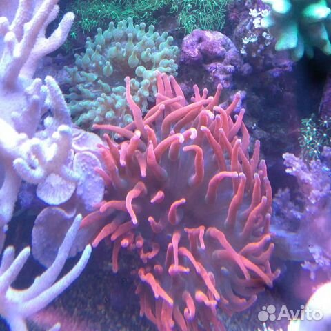 Актиния красная в морской аквариум