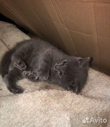 Шотландские котята