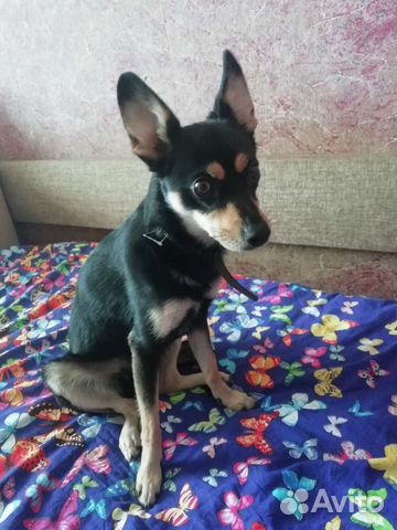 Найдена собака