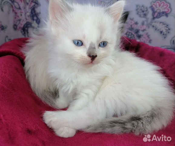 Мальчишки и девочка лапочка