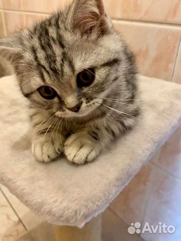 Чистокровный британский мраморный котенок