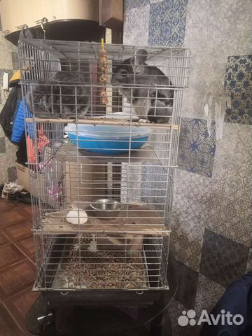 Шиншиллы с клеткой