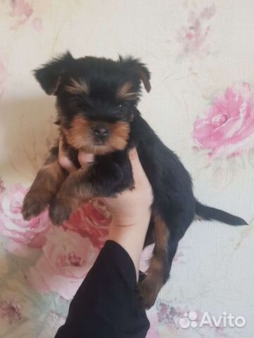 Йоркширский терьер девочка беби фейс