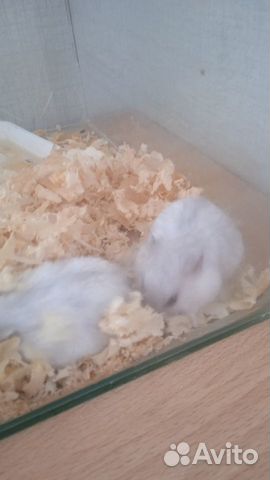 Джунгарские хомяки
