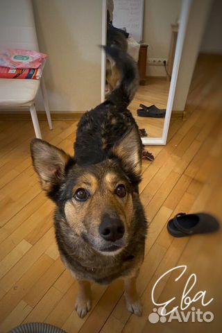 Спасите молодую собаку из приюта