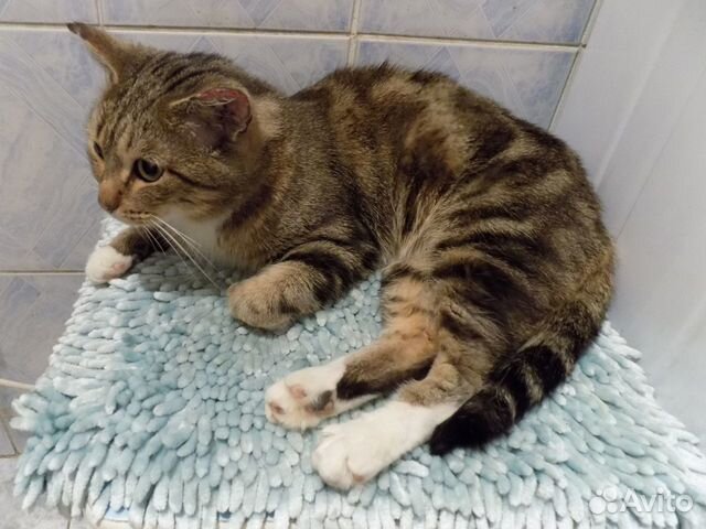 Кошки в добрые руки