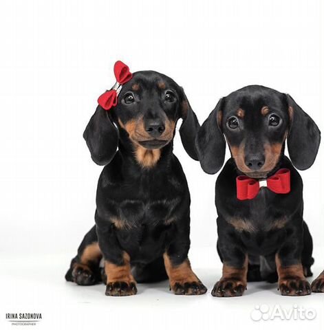 Девочка миничка (карлик)