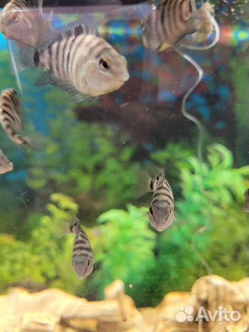 Рыба цихлида чернополосик