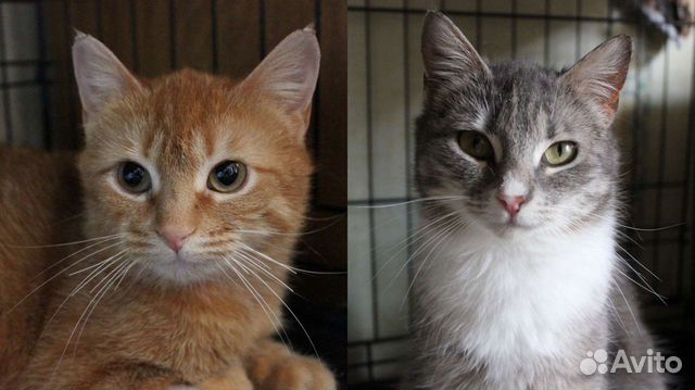 Очень ласковые котята ищут дом. Рыжая. Серая