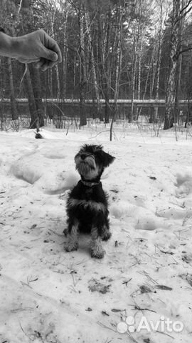 Цвергшнауцер щенок