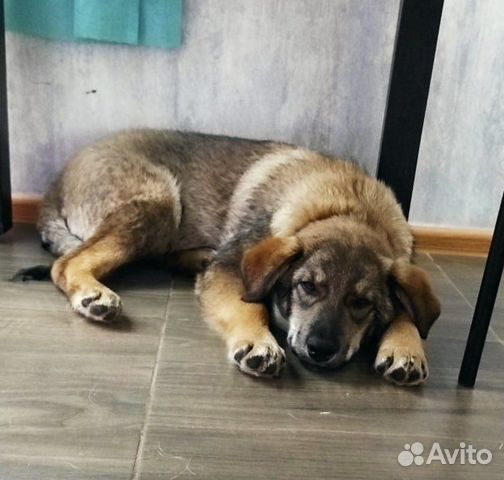 Собаки бесплатно