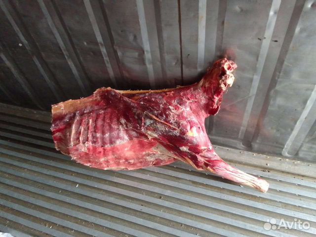 Мясо марала передняя часть