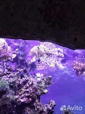 Возьму в добрые руки нерестащию пару скалярий