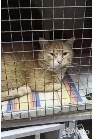 Кот рыжий нужен очень дом