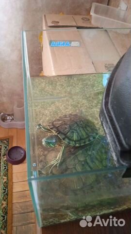 Красноухая черепахи