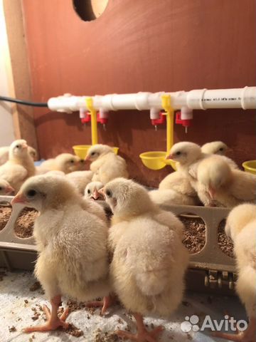 Цыплята броллеры кобб 500