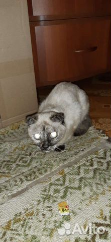 Кошки в добрые руки даром