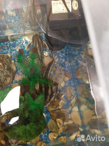 Аквариумные рыбки бесплатно