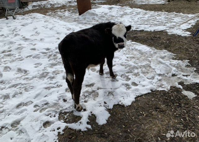 Быки герефорд