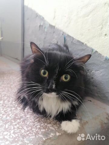 Кошку выбросили