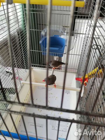 Продаются с клеткой 2 японских амадина