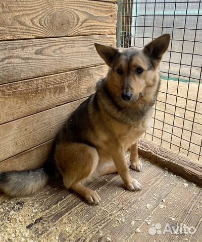 Жужа оказалась не нужна как худший товар