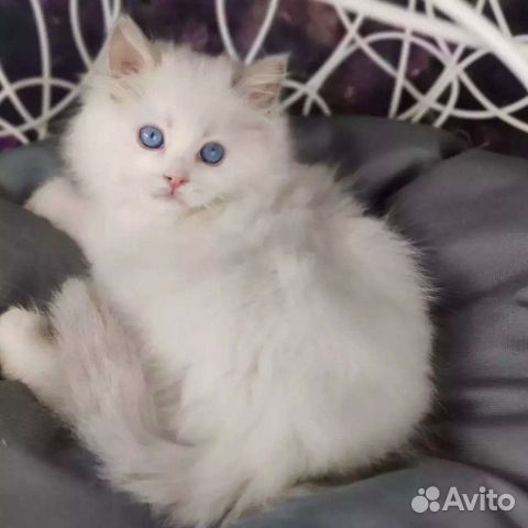 Рэгдолл для обнимашек и целовашек, с документами