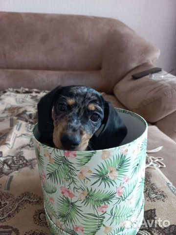 Мраморная такса