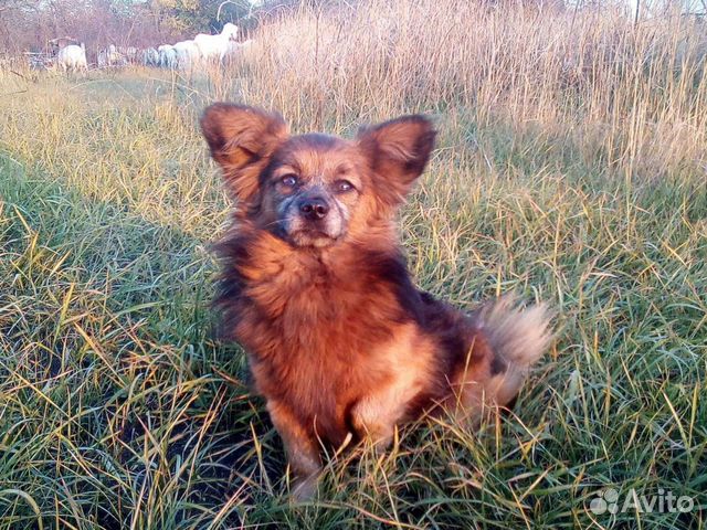 Щенки маленькой собачки