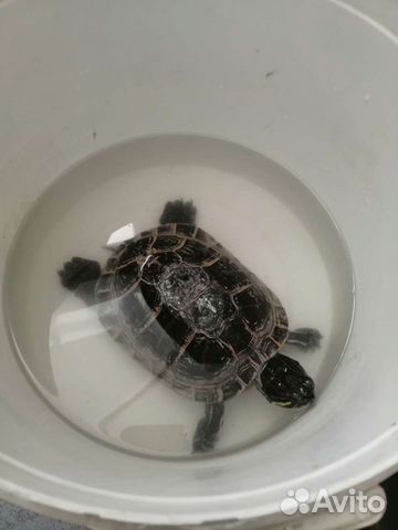 Красноухая черепаха без аквариума