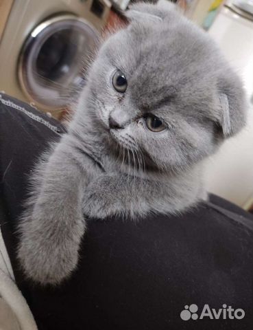 Шотландская вислоухая кошка