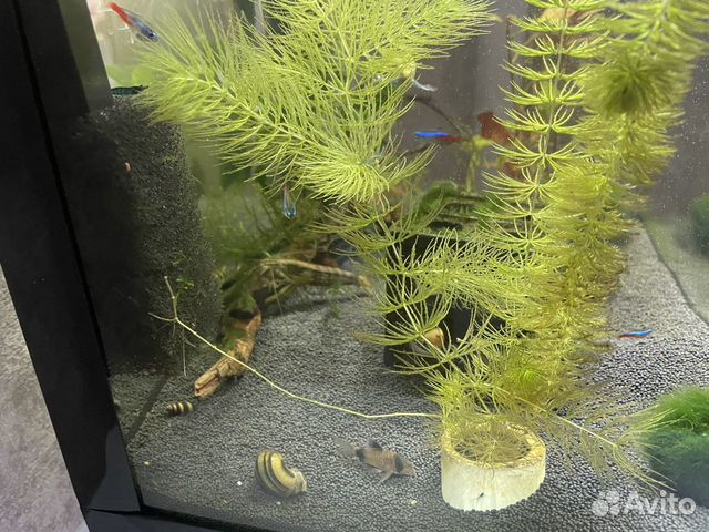 Роголистник, улитка хелена бесплатно