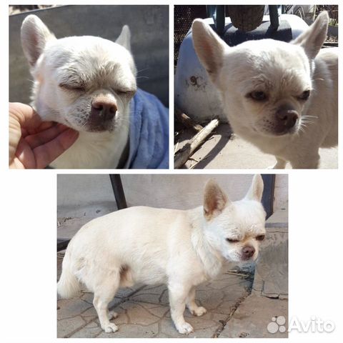 Чихуахуа потеряшка