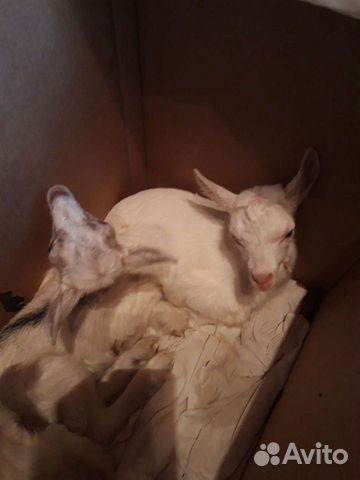 Продам козочек от удобных коз окот 4 апреля