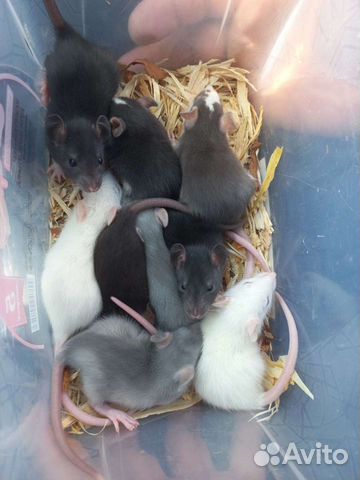 Крыса дамбо