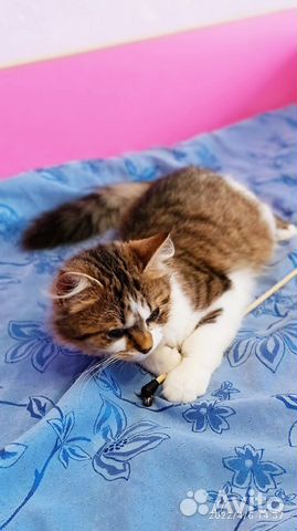 Котик 7 мес. В очень ответственные руки