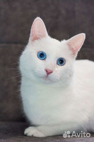 Белый ласковый котик Хуан Антонио ищет дом