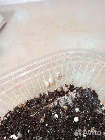 Улитки (улитята)