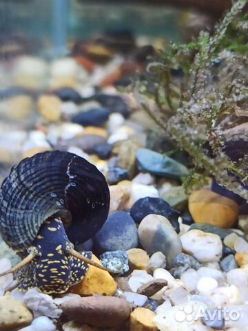 Улитка Тиломилания