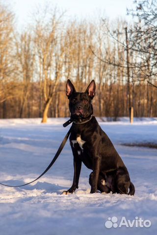 Метис пита Рич в добрые руки