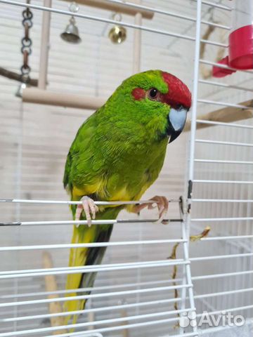 Попугай какарик