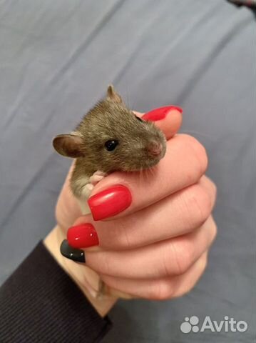 Декоративные крысята