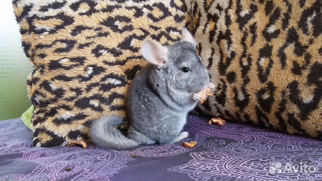 Шиншилла сапфир мальчик