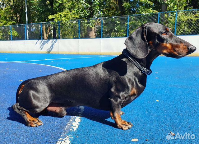 Такса вязка