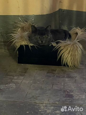 Шикарный кот выброшен в подьезд