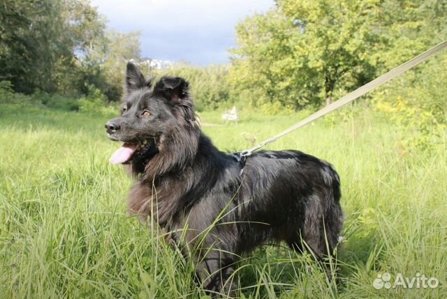 Собака из приюта жгучий красавец брюнет