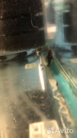 Продам сомов l397, размер около 4см