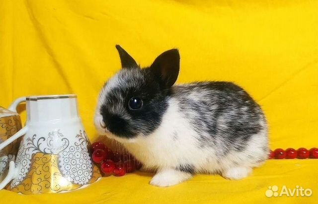 Декоративные кролики