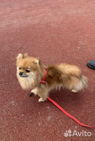 Померанский / немецкий шпиц