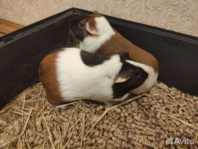Морские свинки с клеткой